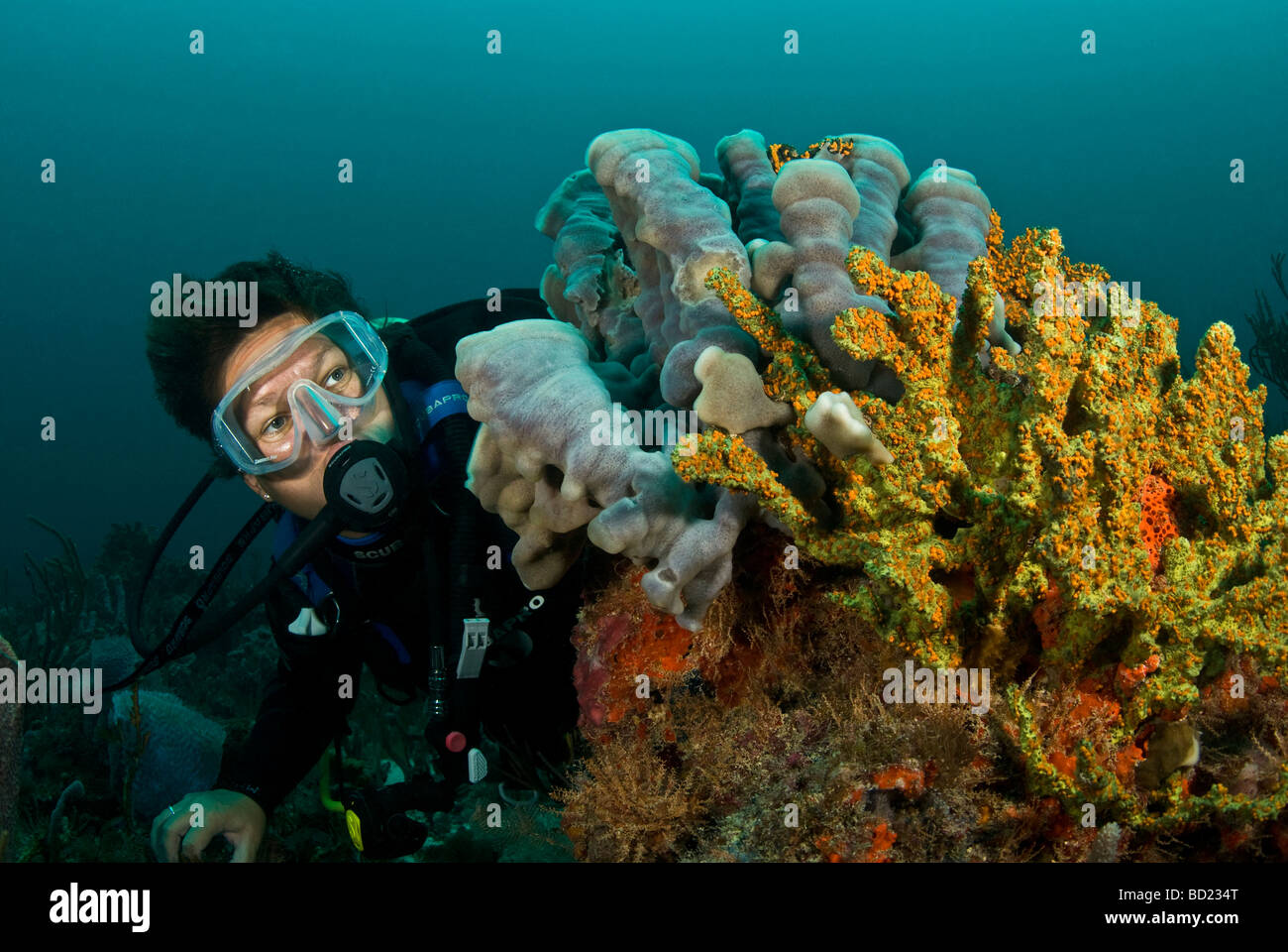 diver and soft coral Stock Photo - Alamy