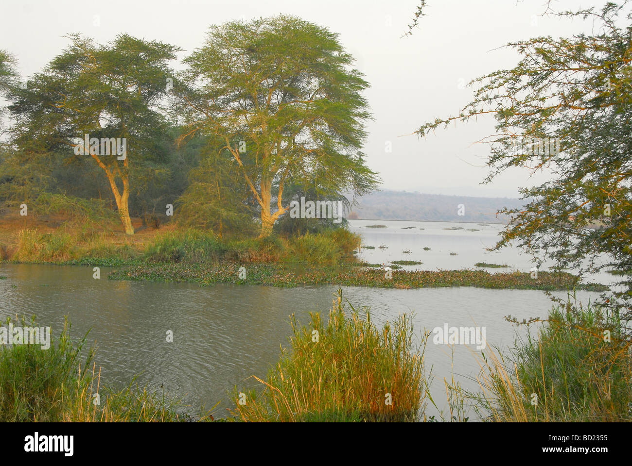 Fever trees on the edge of the Kanniedood dam near Letaba camp, Kruger ...