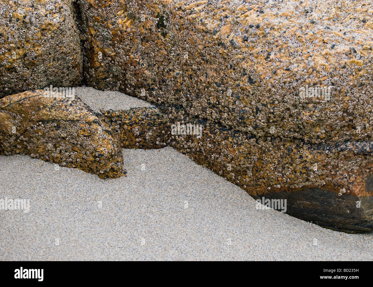 Barnacles crustaceans hi-res stock photography and images - Alamy