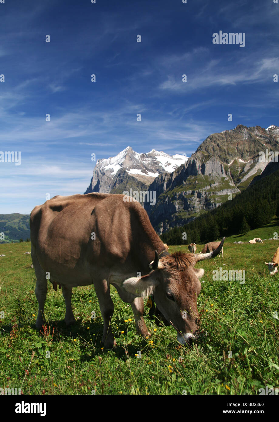 Swiss Alpine Pasture Stock Photo - Alamy