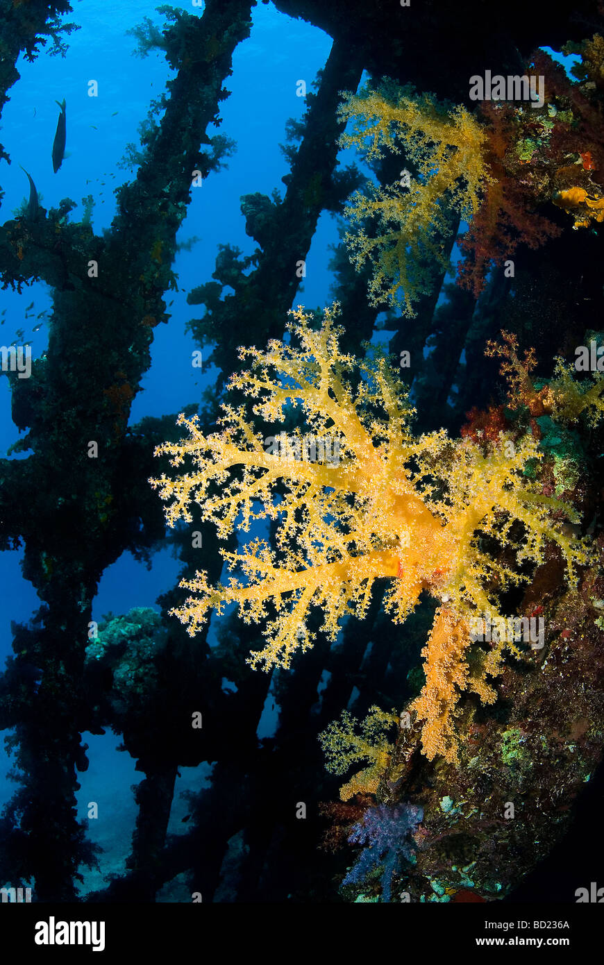 Carnatic hi-res stock photography and images - Alamy