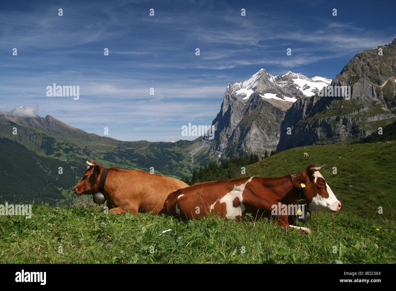 Swiss alpine cheese hi-res stock photography and images - Alamy
