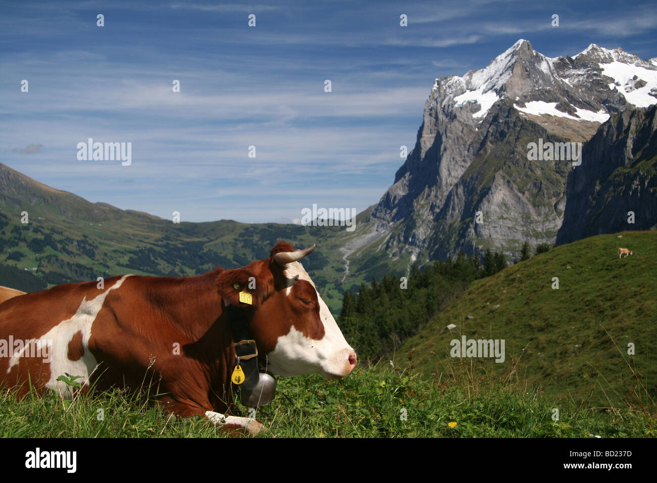 Swiss Alpine Pasture Stock Photo - Alamy