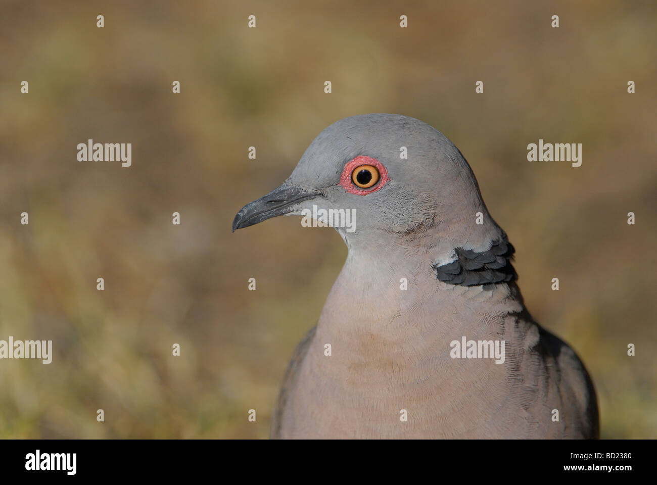 Red-eyed turtle dove in Satara, Kruger National Park, South Africa ...