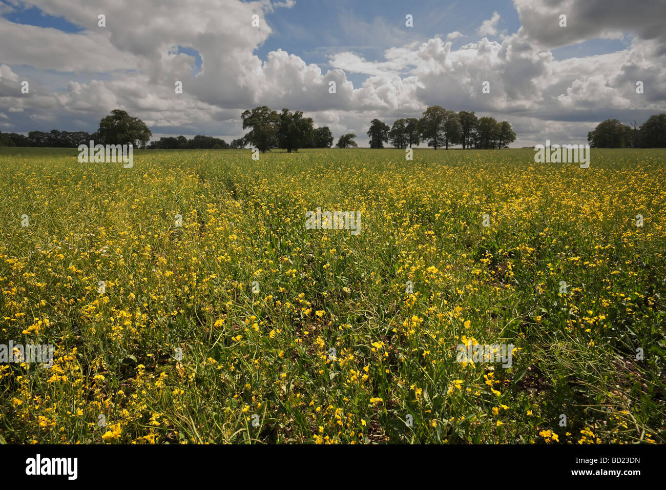Crops on farmland in the countryside in a rural setting Stock Photo - Alamy