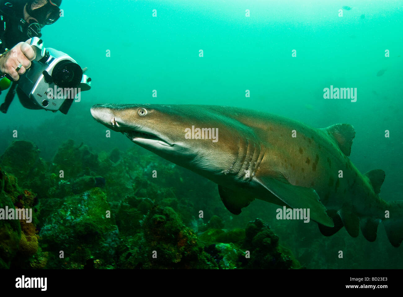 Ragged Tooth Shark - close encounter Stock Photo - Alamy
