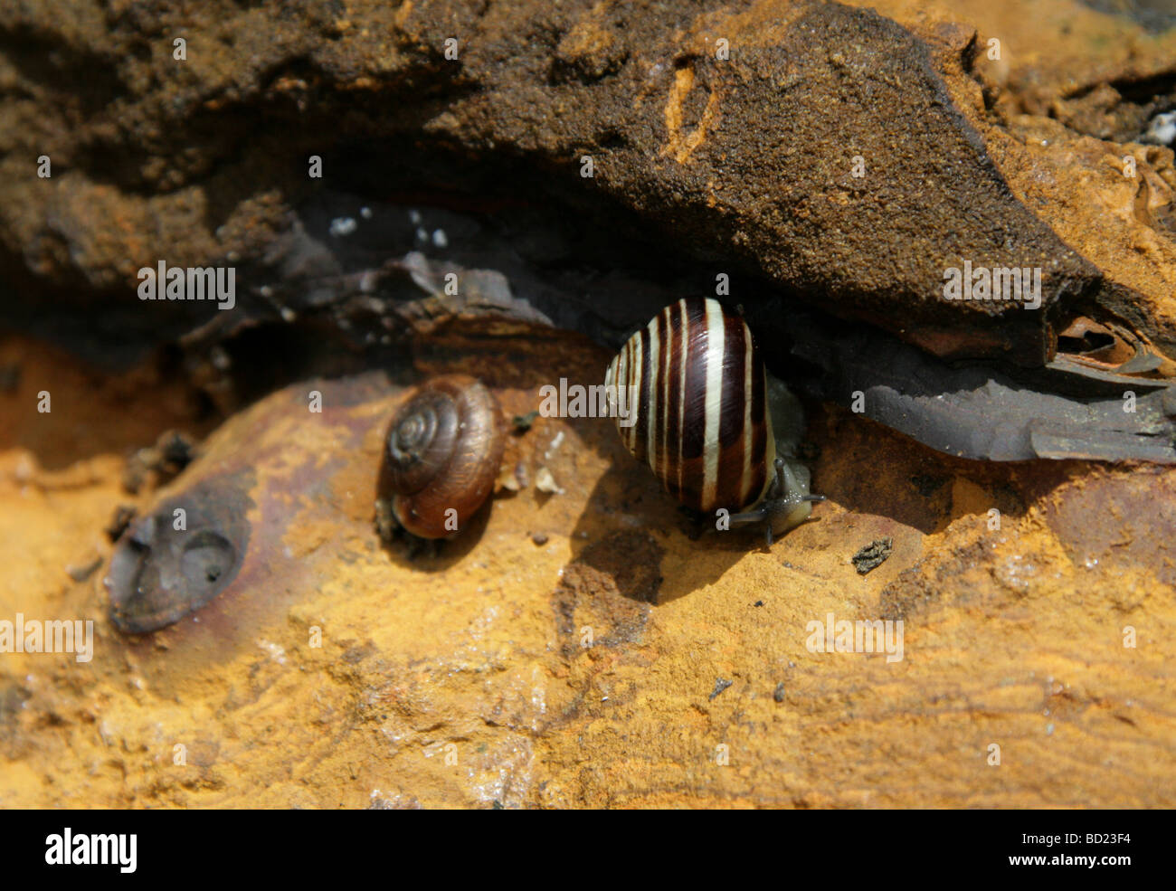 Grove Snail, Brown-lipped Snail or Dark-lipped Hedge-snail, Cepaea ...