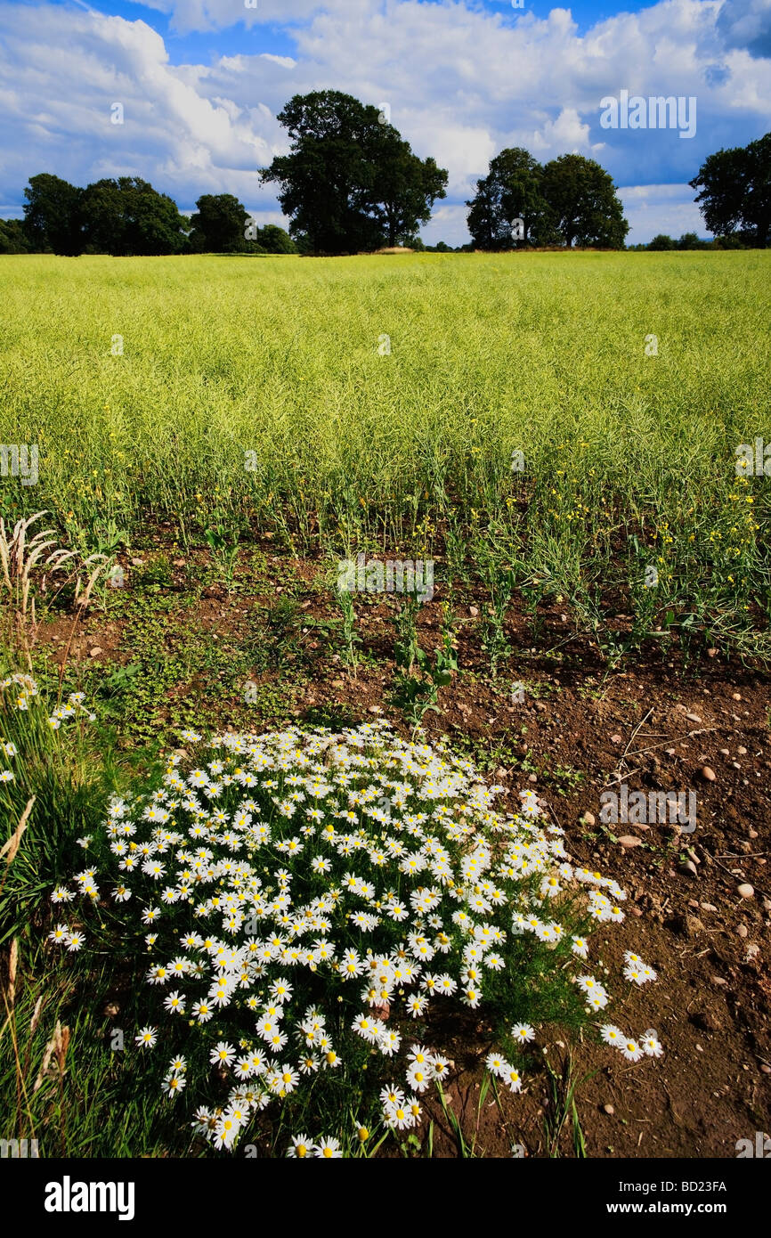Crops on farmland in the countryside in a rural setting Stock Photo - Alamy
