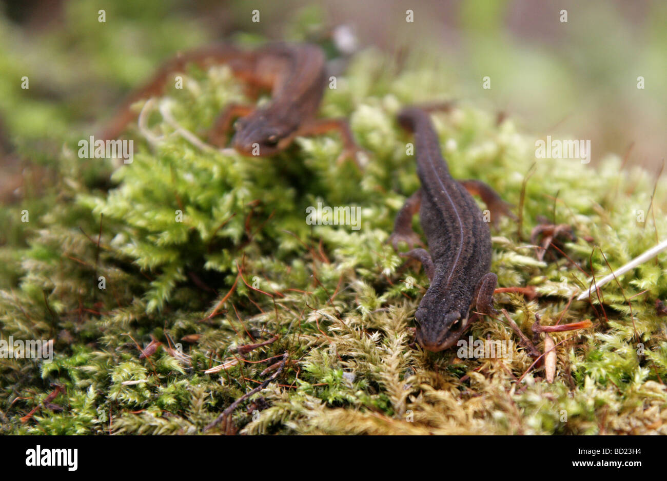 Smooth Newts or Common Newts, Lissotriton vulgaris formerly Triturus ...