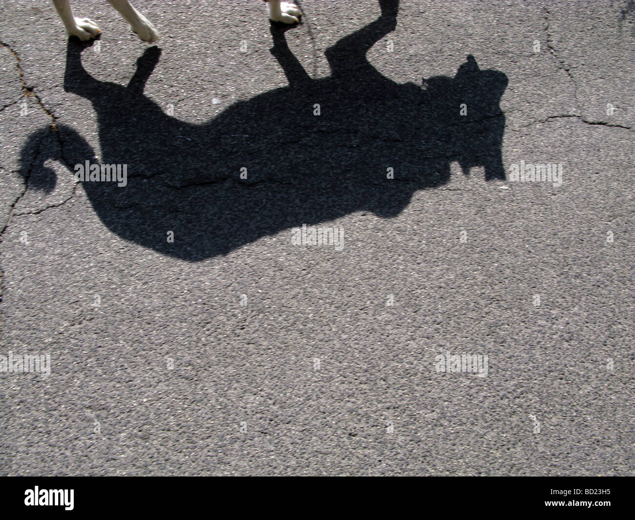 dog's shadow on street Stock Photo - Alamy