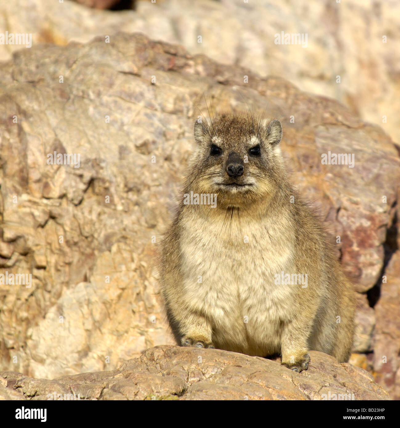Rock Hyrax - (Dassie) - Hermanus, Western Cape, South Africa, RSA ...