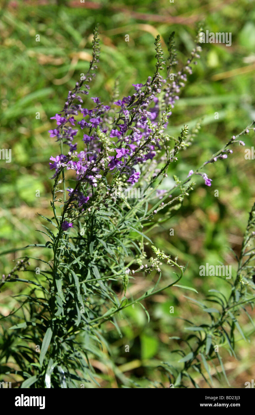 Purple Toadflax, Linaria purpurea, Scrophulariaceae. UK Stock Photo - Alamy