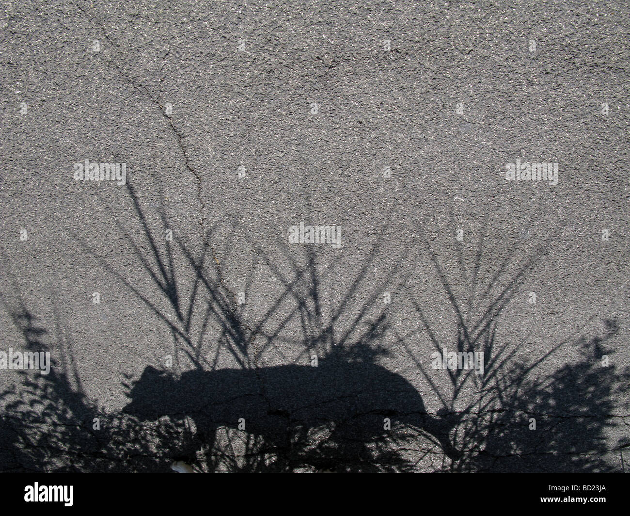 Long shadow of man and dog hi-res stock photography and images - Alamy