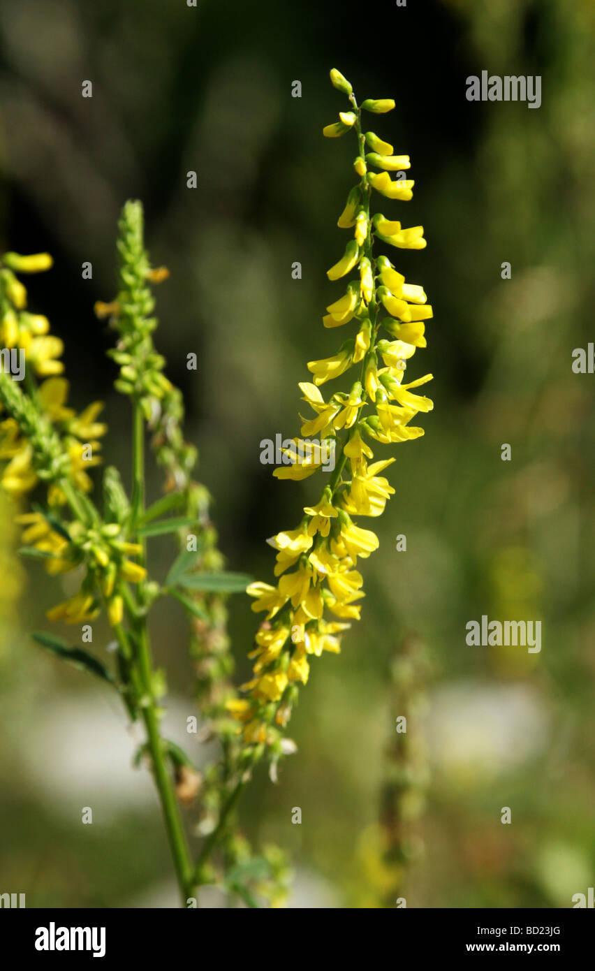 Ribbed Melilot, Melilotus officinalis, Fabaceae Stock Photo - Alamy
