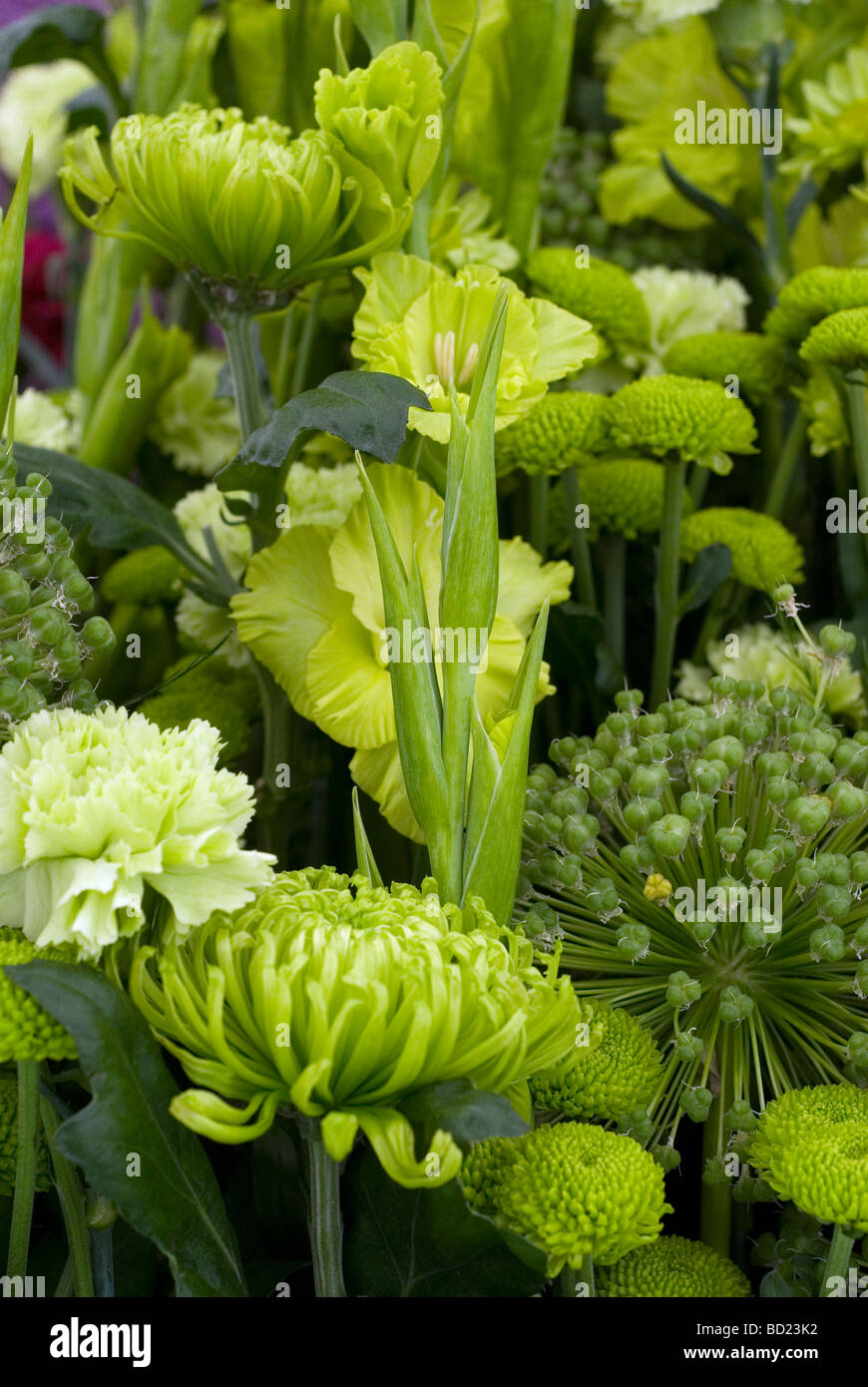 Combination of floral hi-res stock photography and images - Alamy