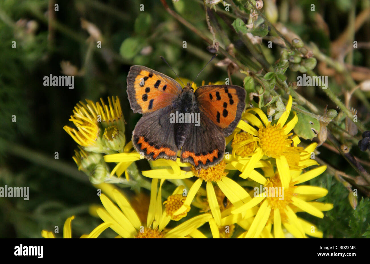 Small Copper Butterfly, Lycaena phlaeas, Lycaenidae, on Ragwort ...