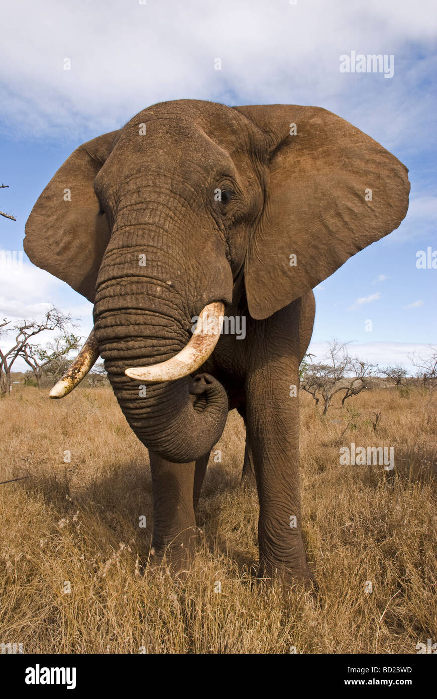 Charging bull elephant hi-res stock photography and images - Alamy