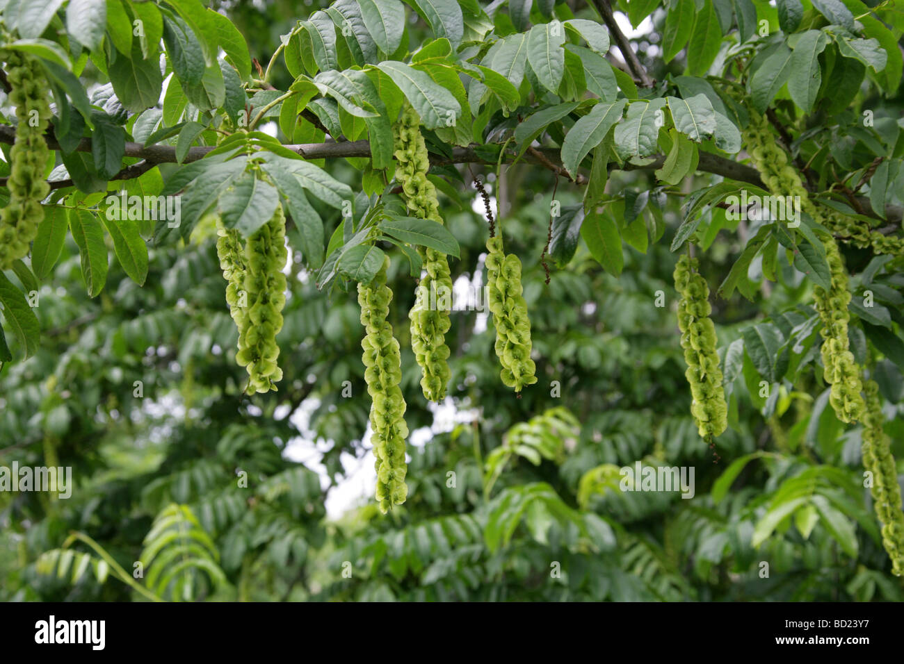 Caucasian Wingnut Tree Flowers, Pterocarya fraxinifolia, Juglandaceae ...