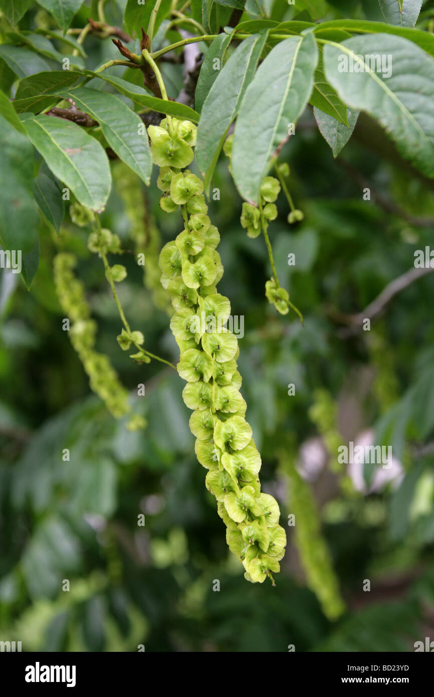 Caucasian Wingnut Tree Flowers, Pterocarya fraxinifolia, Juglandaceae ...