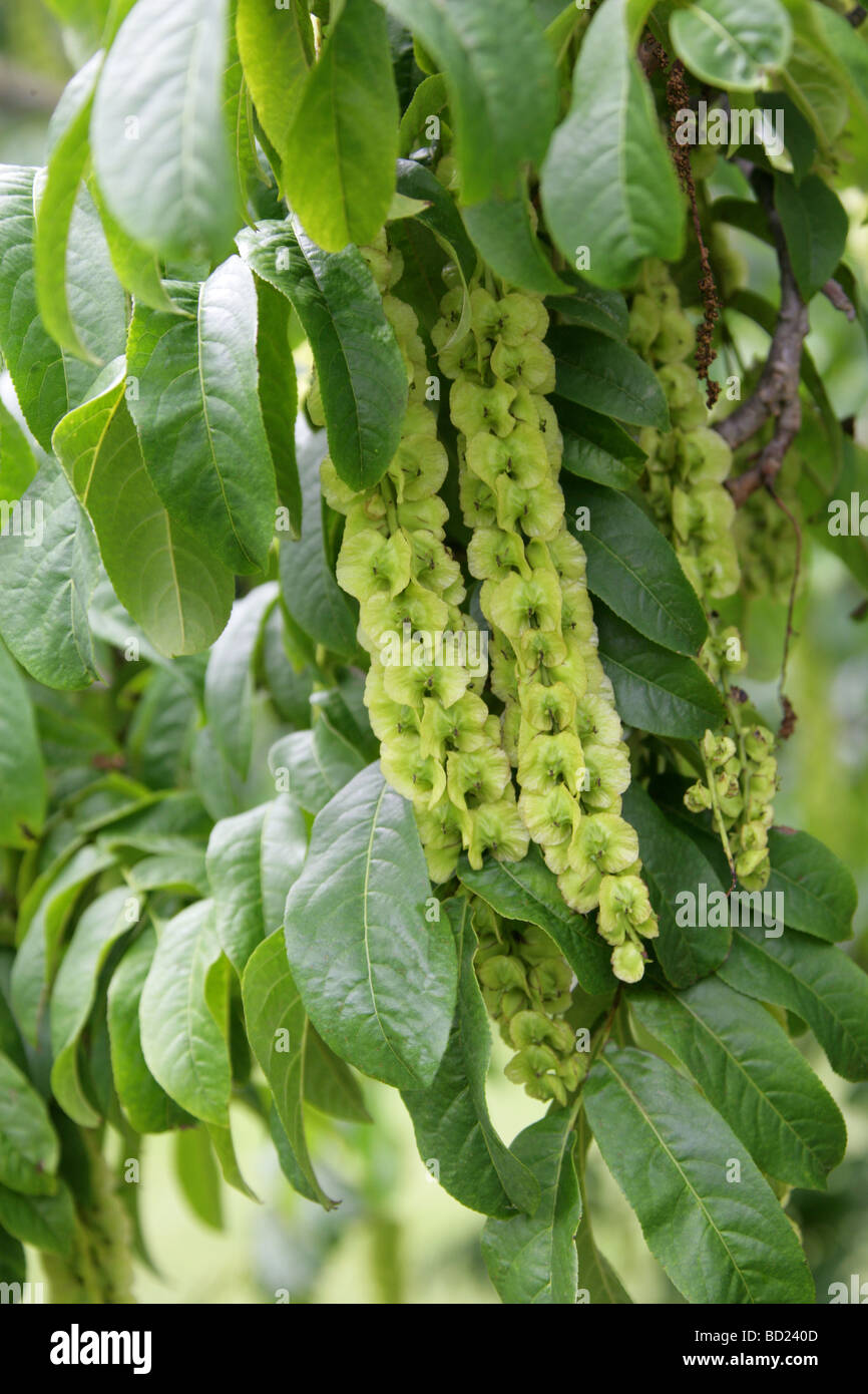 Caucasian Wingnut Tree Flowers, Pterocarya fraxinifolia, Juglandaceae ...