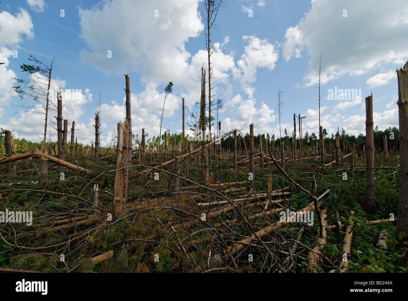 Tornado forest hi-res stock photography and images - Alamy