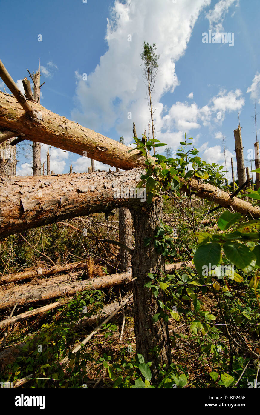 Broken trunk of tree during tornado Stock Photo - Alamy