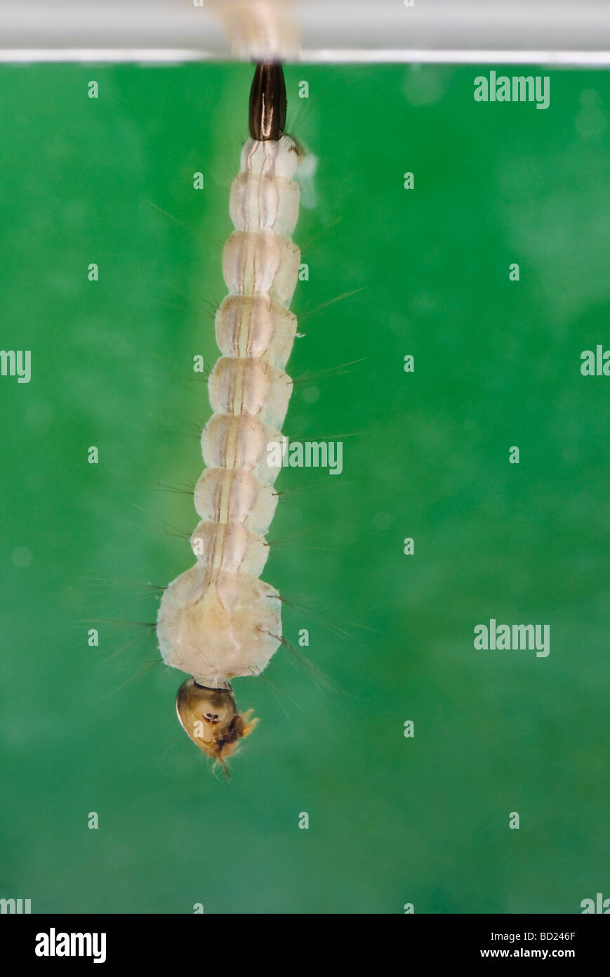 Larva of Asian Tiger mosquito (Aedes albopictus), a species that ...