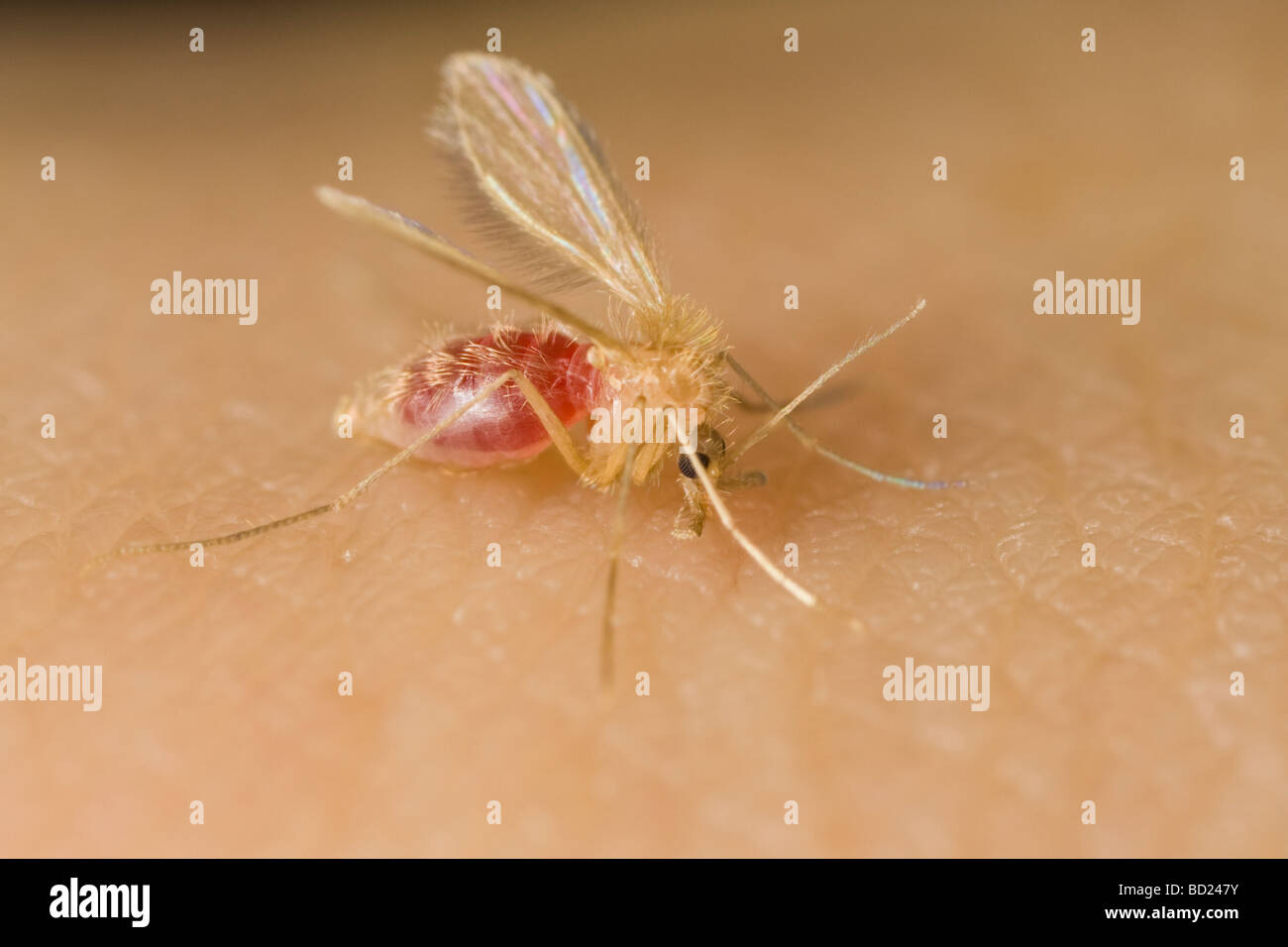 female Phlebotomine sand fly (Phlebotomus papatasi) biting a human arm ...