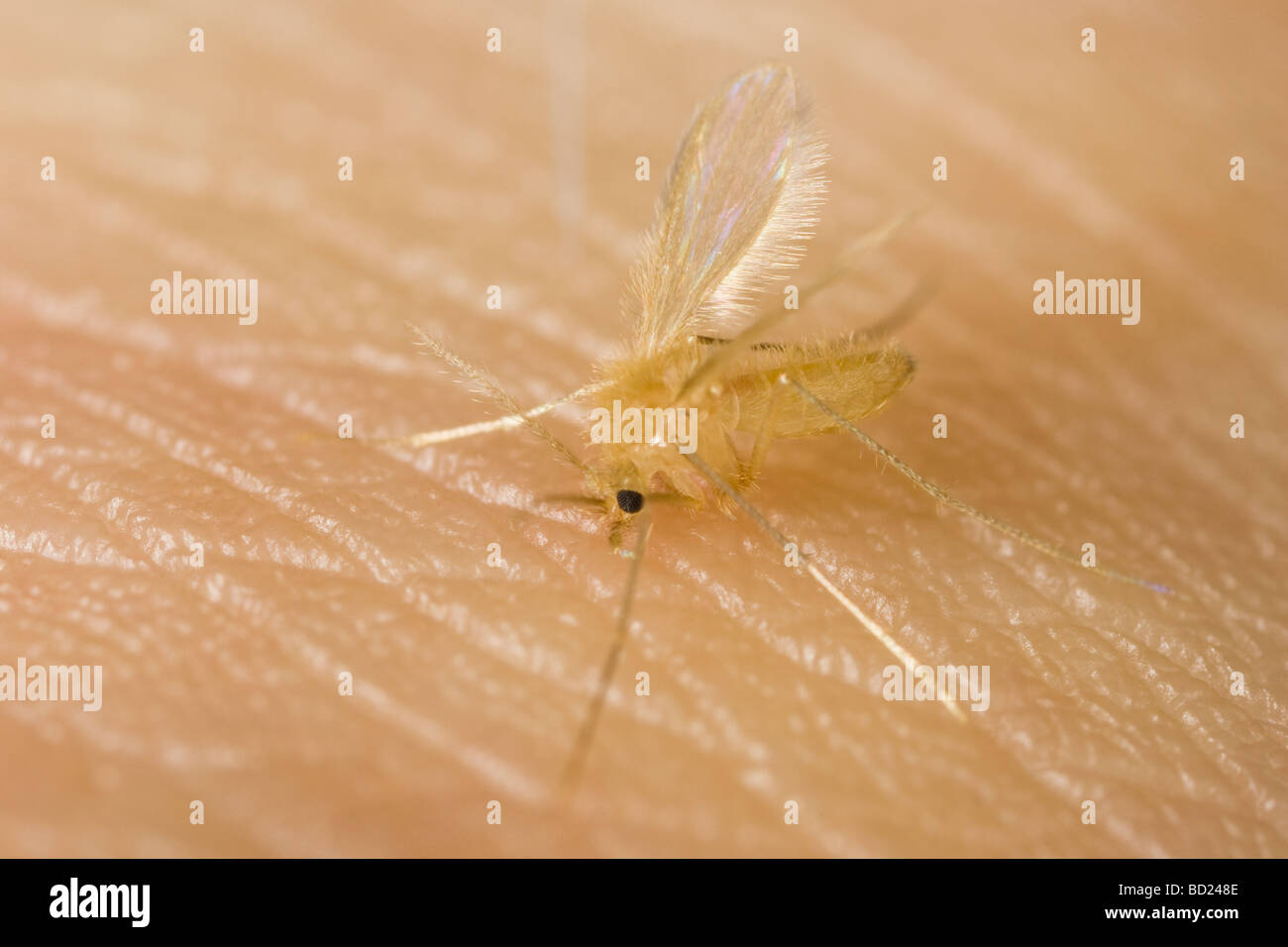 Phlebotomus hi-res stock photography and images - Alamy