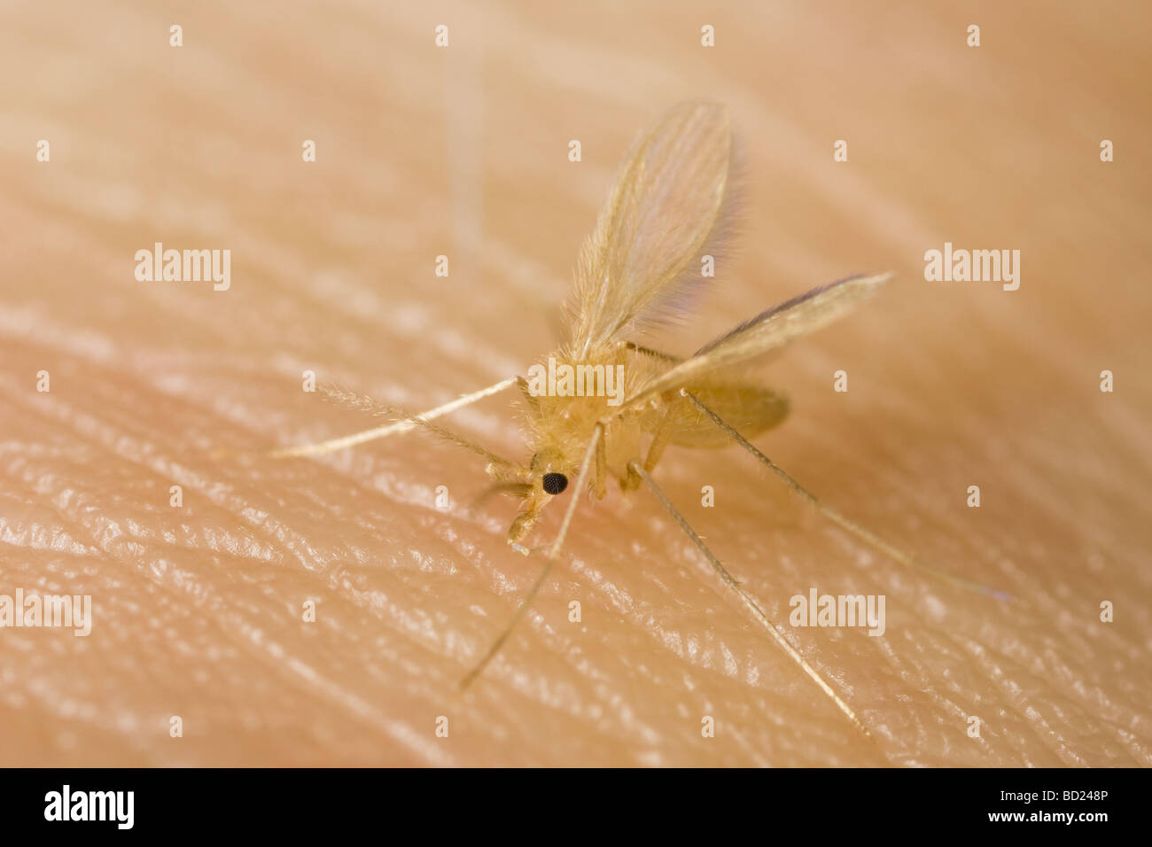 Leishmaniasis hi-res stock photography and images - Alamy