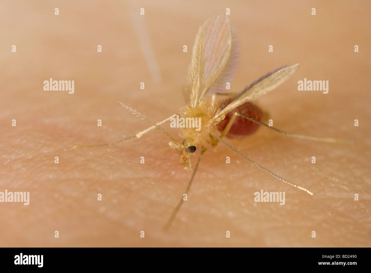 Phlebotomine sandfly hi-res stock photography and images - Alamy
