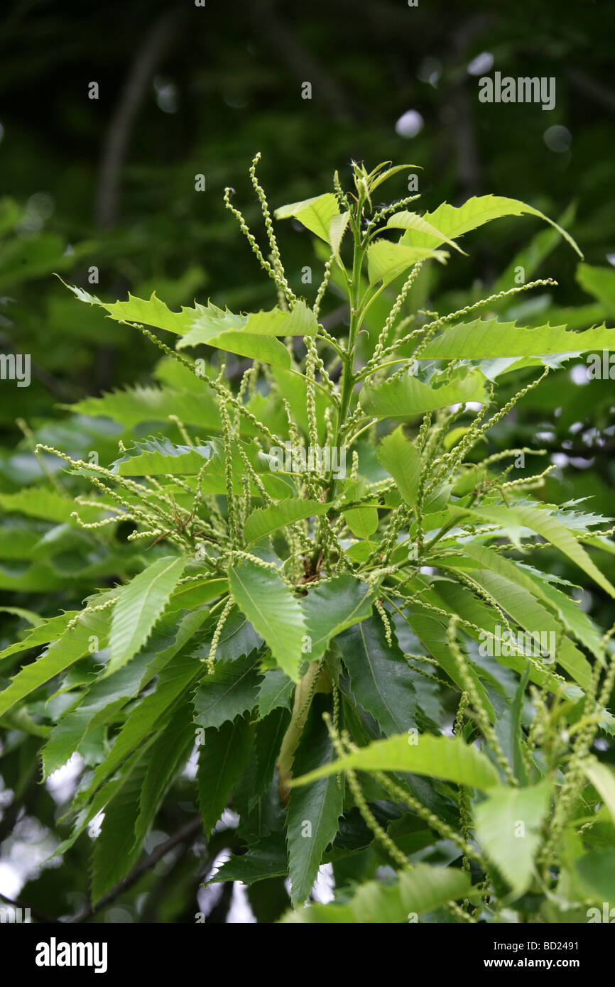 Chestnut tree hi-res stock photography and images - Alamy