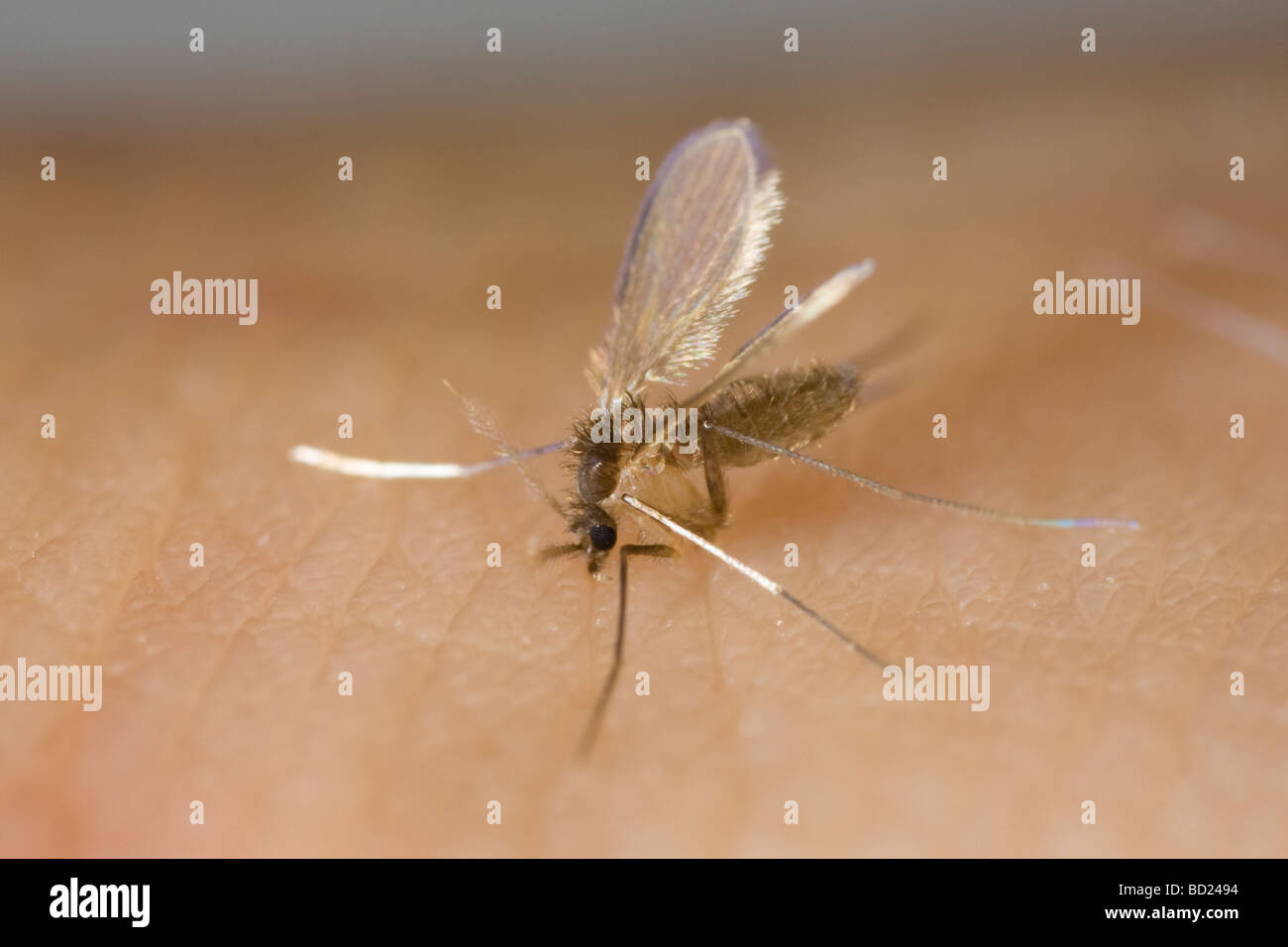 female Phlebotomine sand fly (Phlebotomus argentipes) biting a human ...