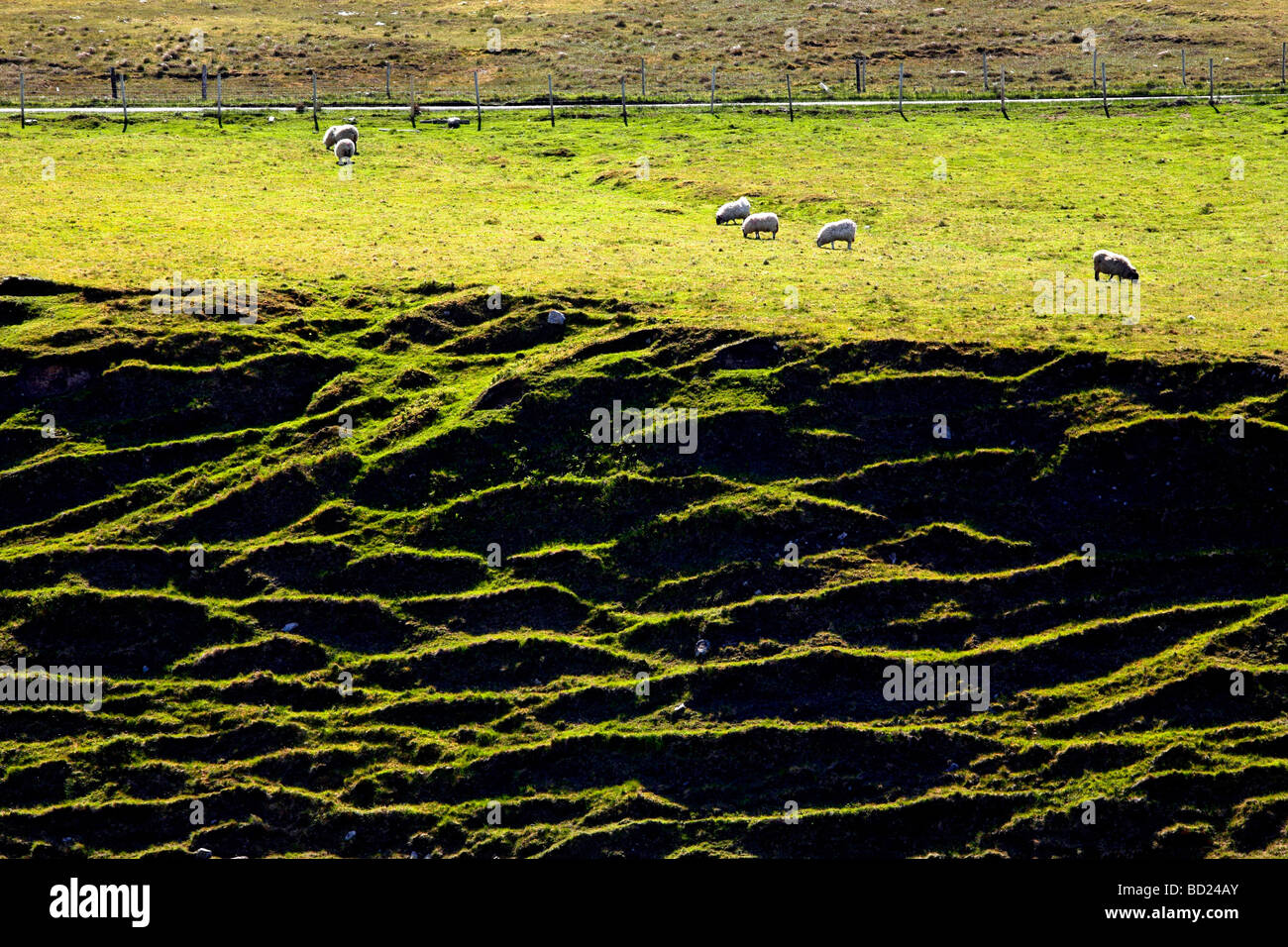 Sheep on Landscape Malinbeg County Donegal Ireland Stock Photo - Alamy