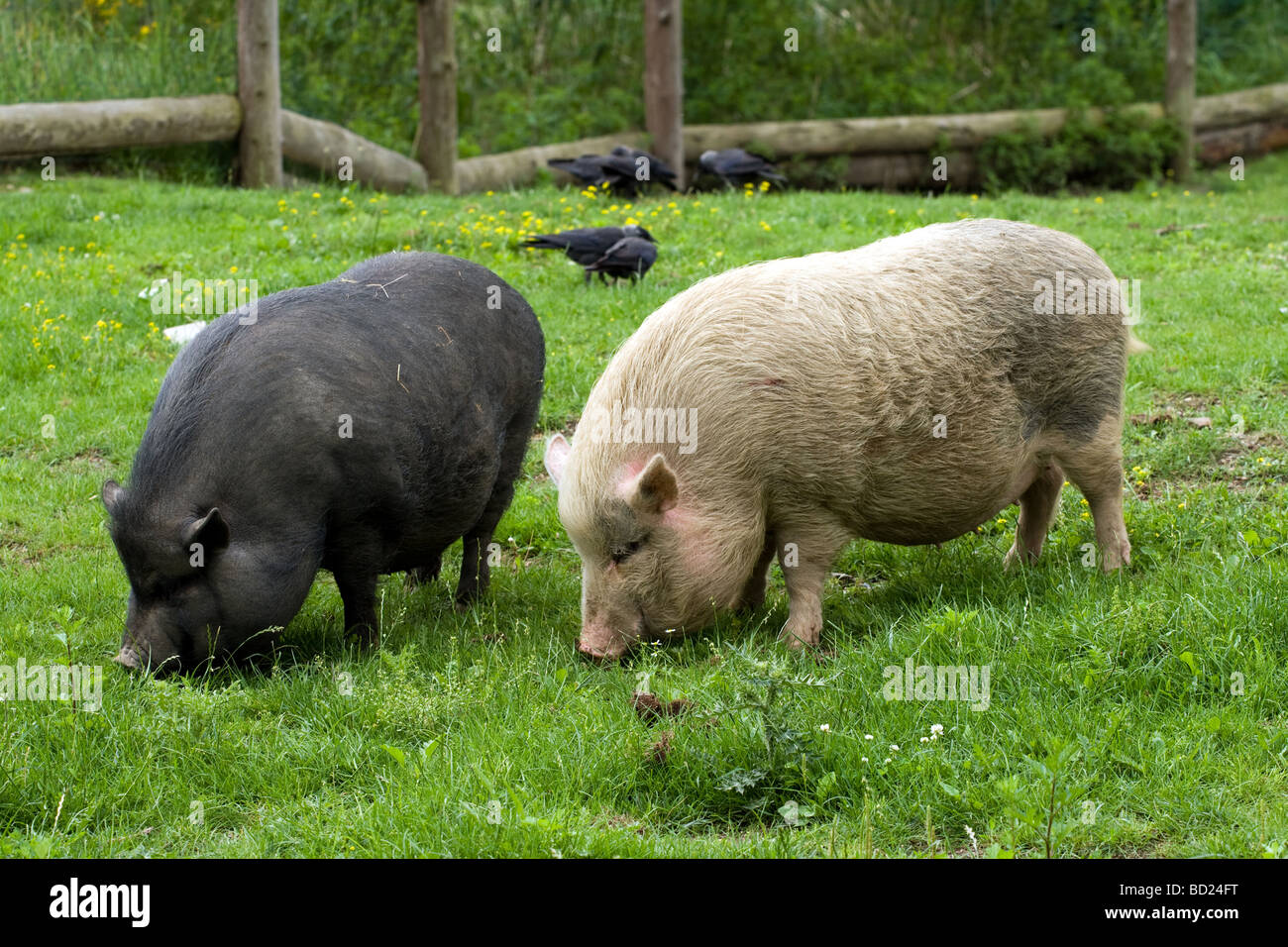 the pigs on a farm Stock Photo - Alamy