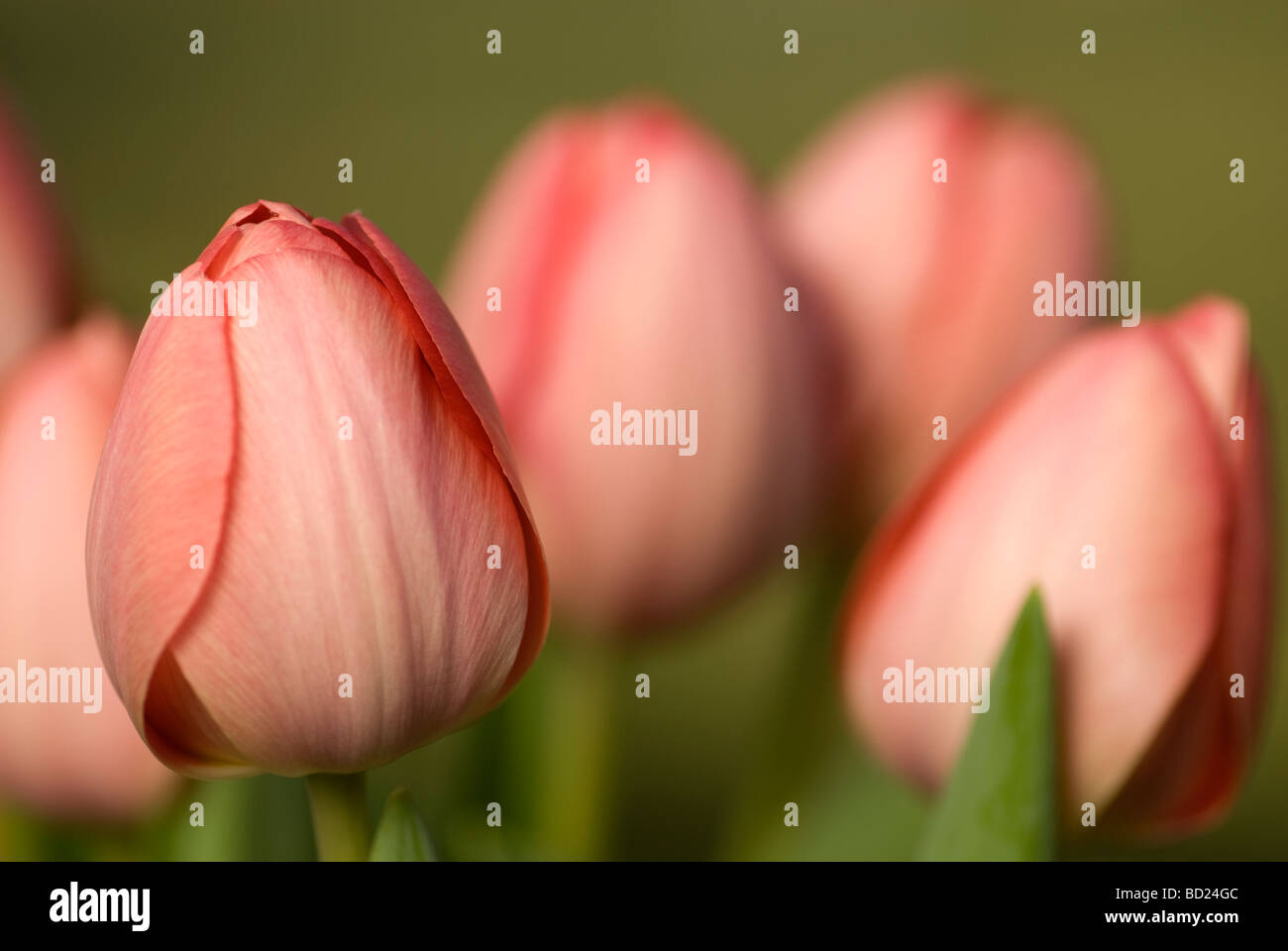 6 tulips hi-res stock photography and images - Alamy