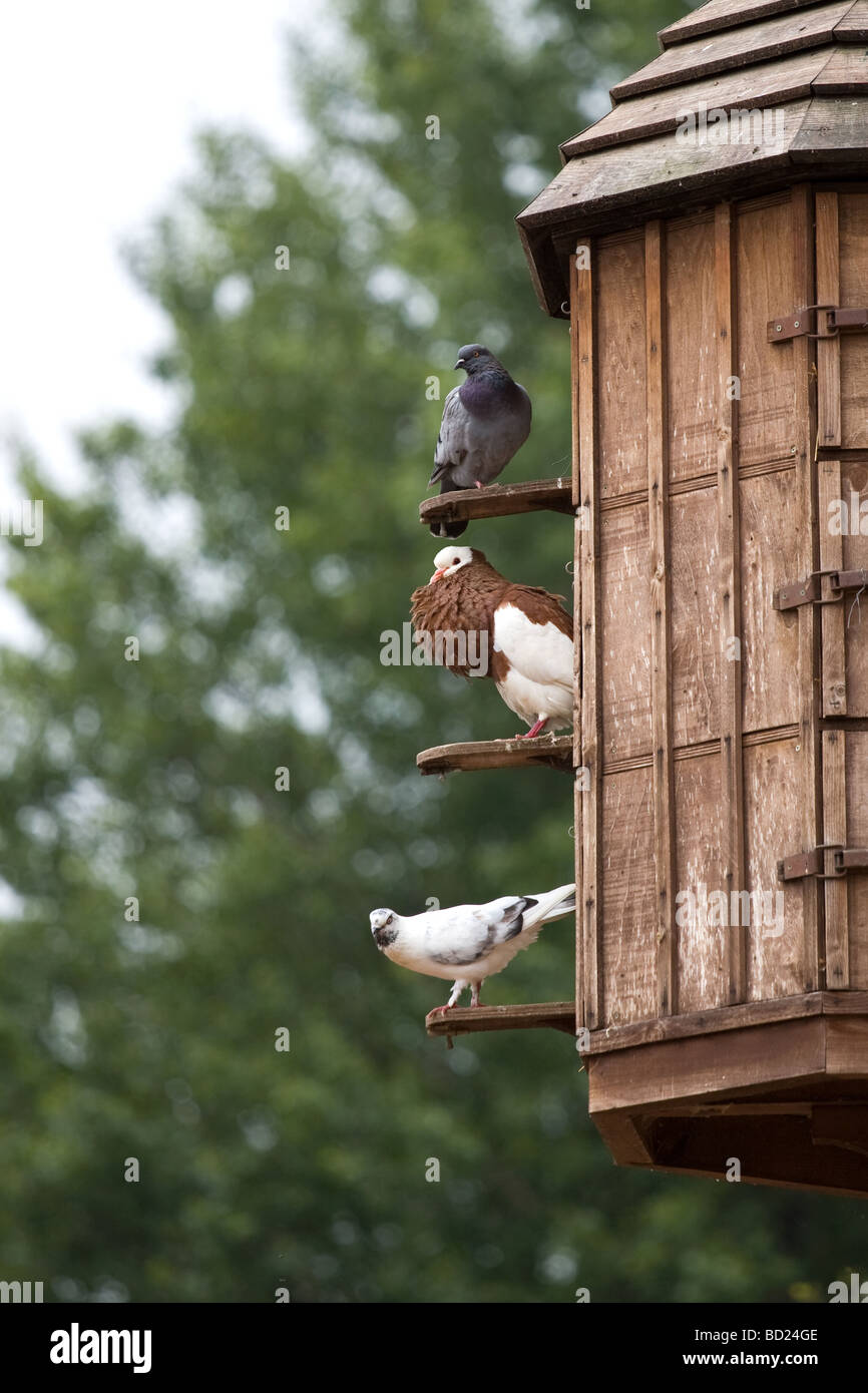 the pigeons in a pigeon hole Stock Photo - Alamy