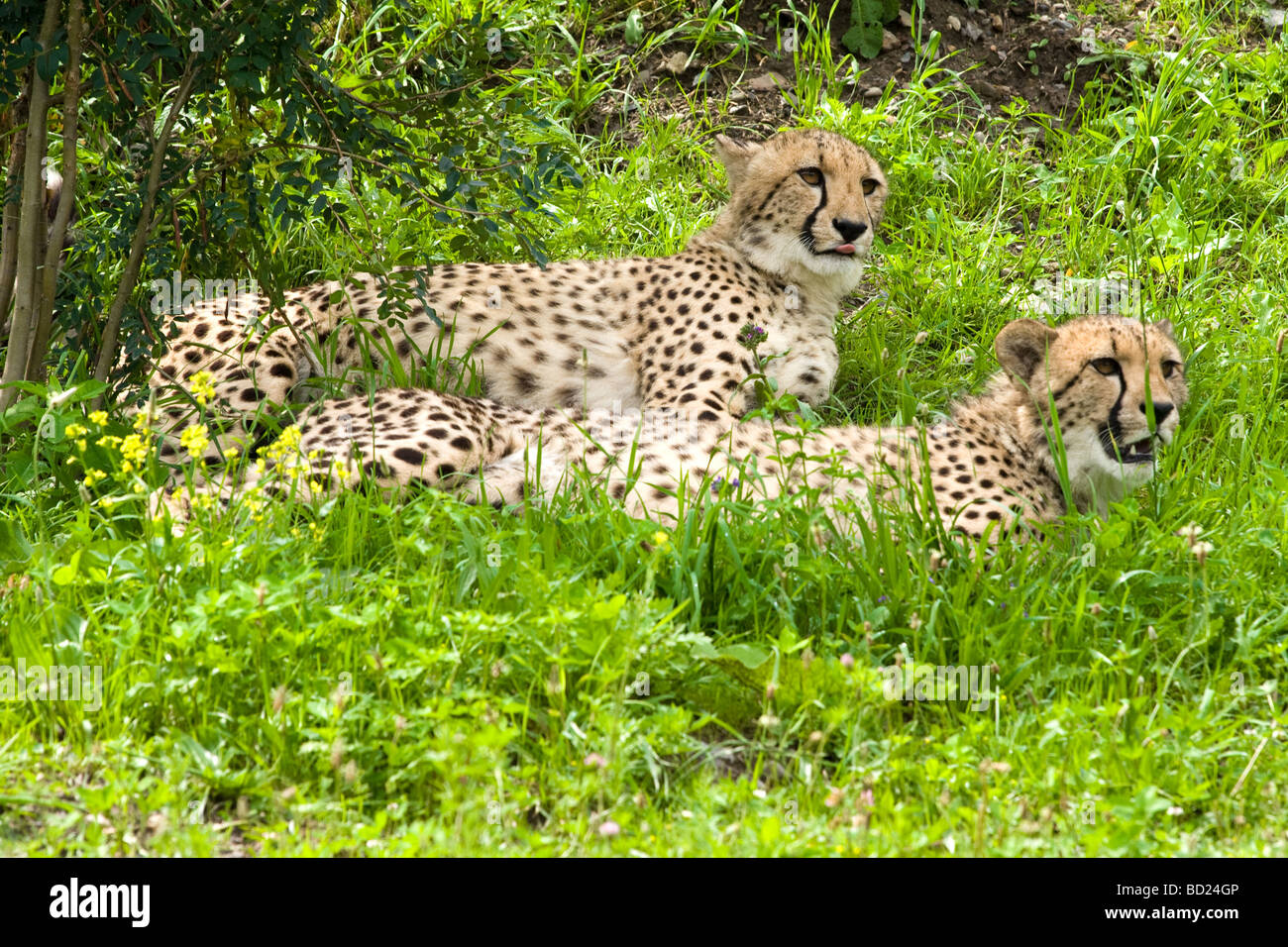 Cheetah zoo hi-res stock photography and images - Alamy