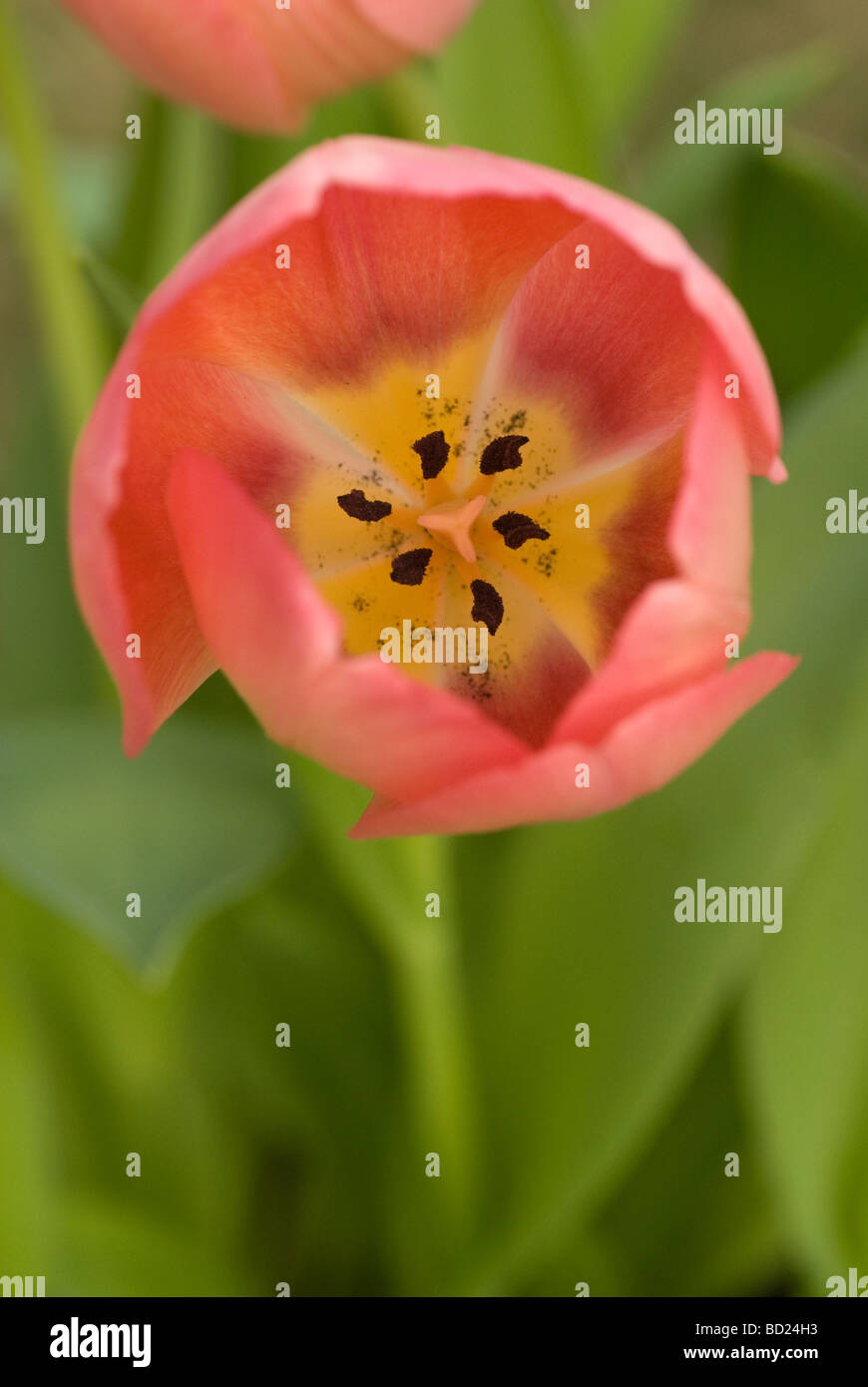 Looking inside an opened tulip Stock Photo - Alamy