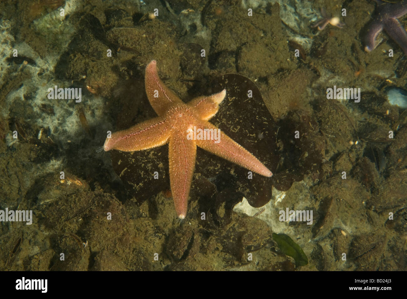 Asterias rubens red starfish hi-res stock photography and images - Alamy