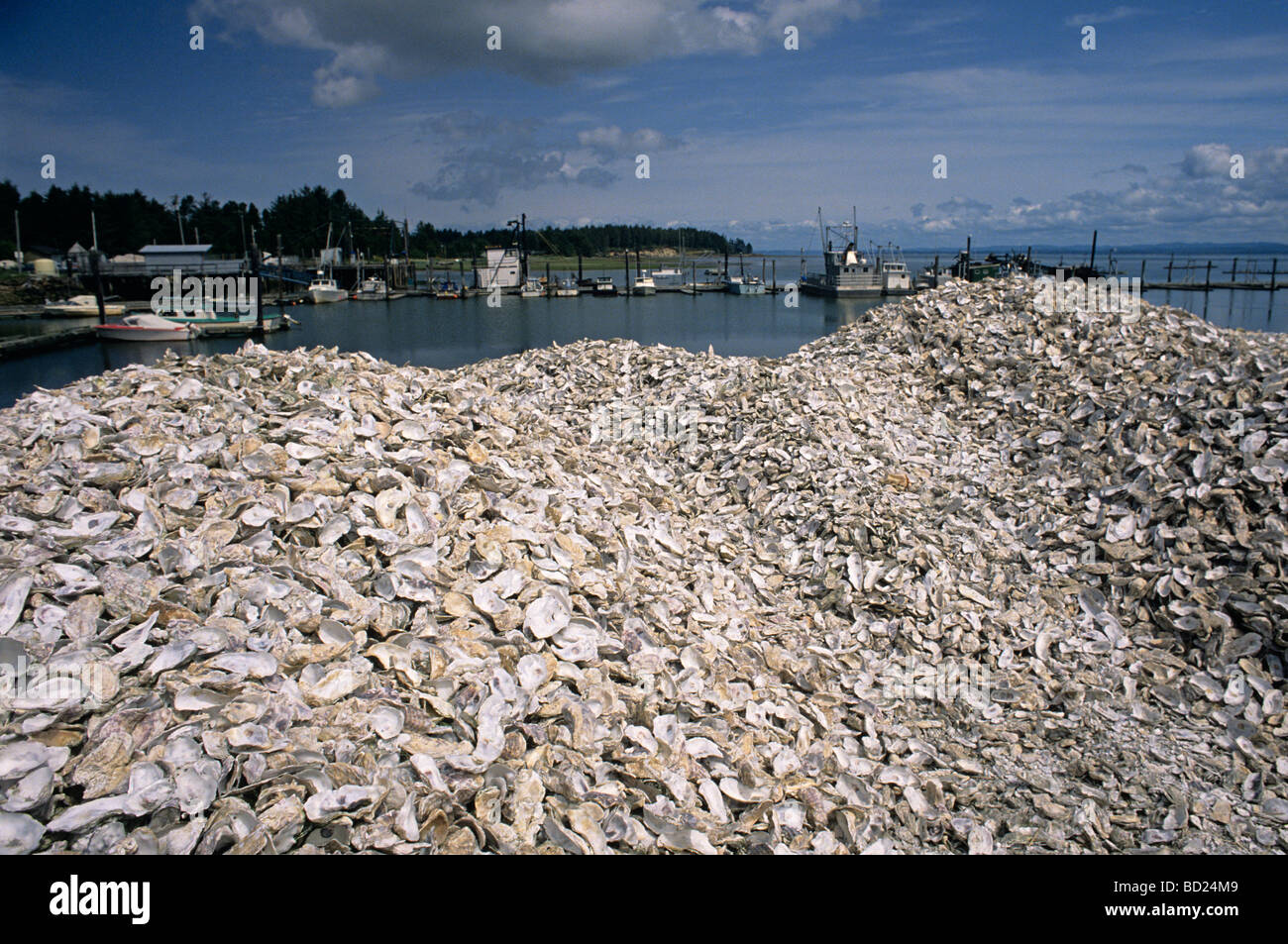 Oyster processing with oyster shells piles up along harbor Oysterville ...