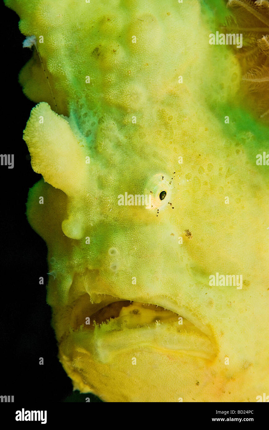 Green frogfish hi-res stock photography and images - Alamy