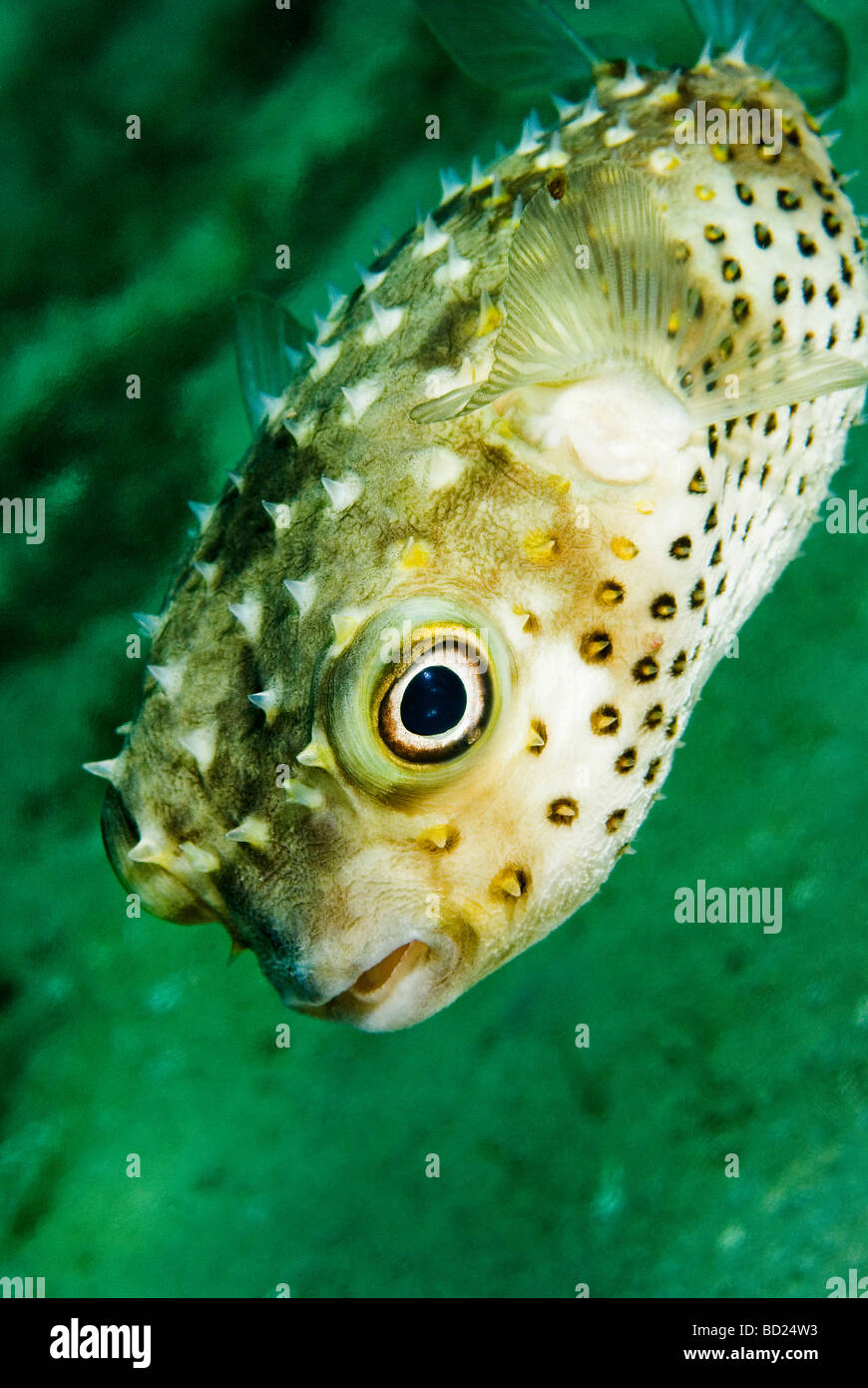 Red sea puffer hi-res stock photography and images - Alamy