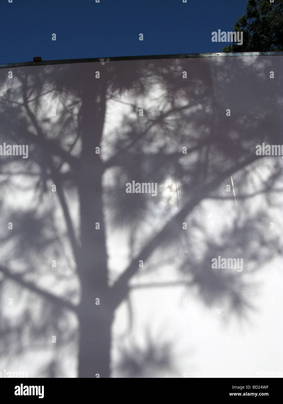 one tree shadow on white wall Stock Photo - Alamy