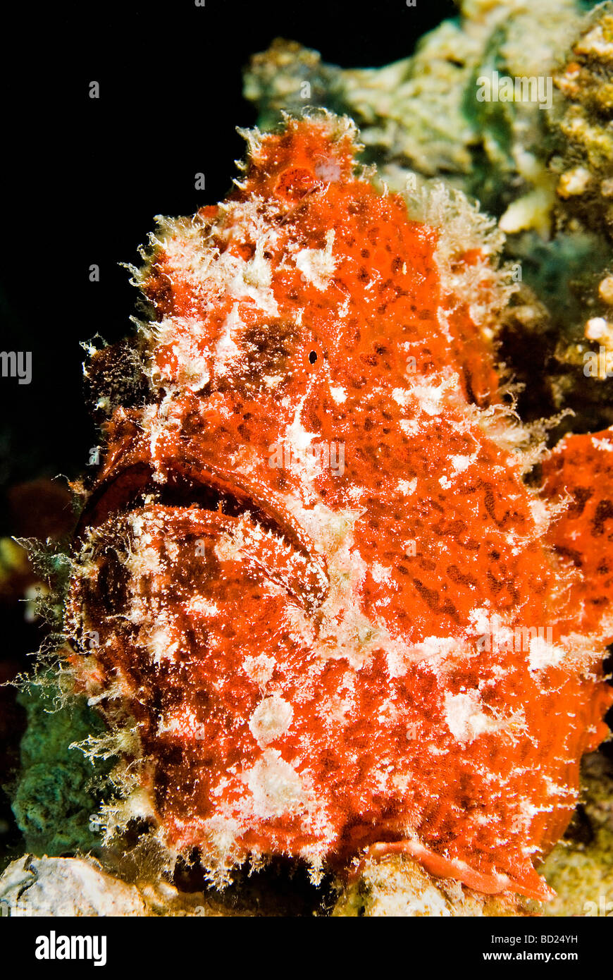 red frog fish Stock Photo - Alamy