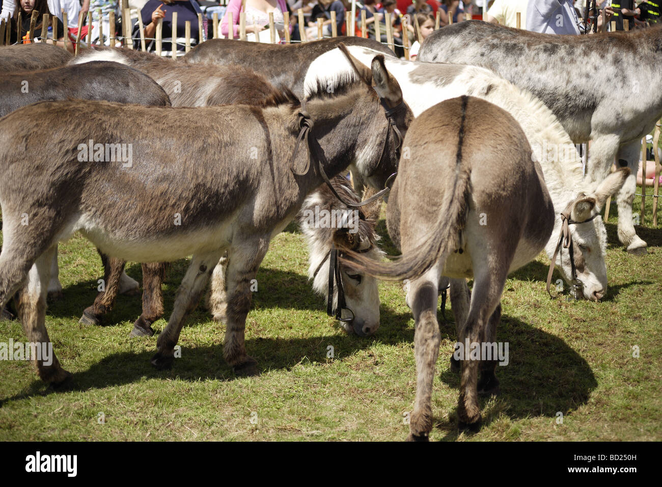 Donkey derby,fund raising,charity,folklore,tradition,old england ...