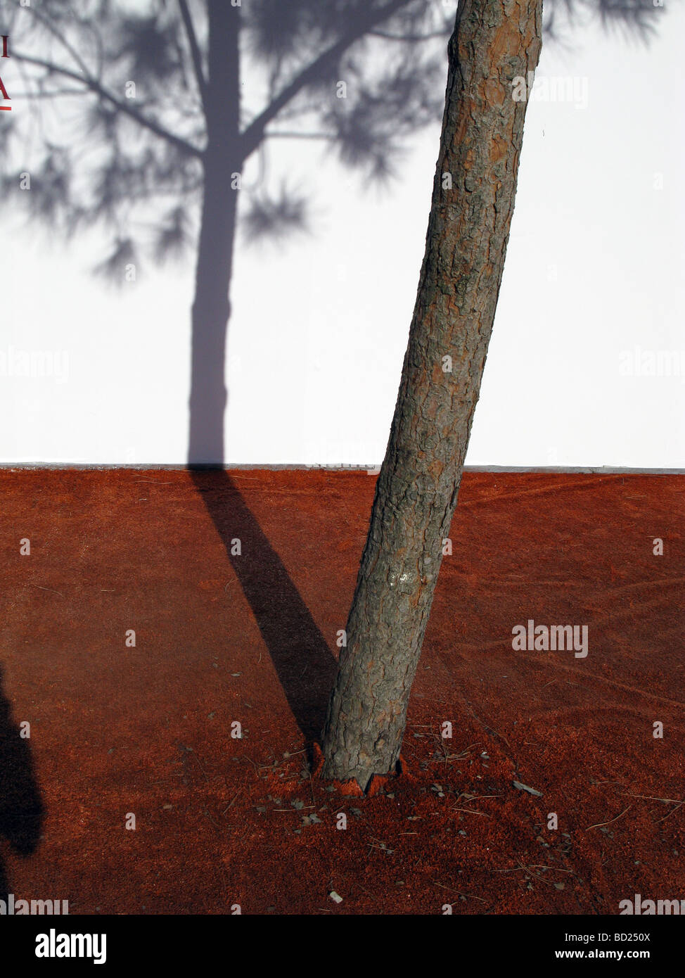 one tree shadow on white wall Stock Photo - Alamy