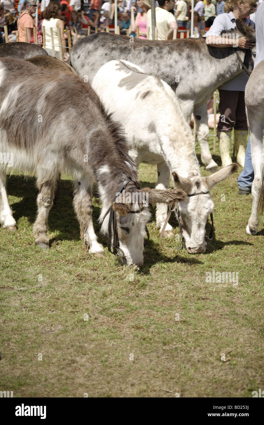 Donkey derby,fund raising,charity,folklore,tradition,old england ...