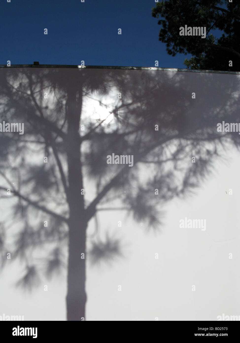 one tree shadow on white wall Stock Photo - Alamy