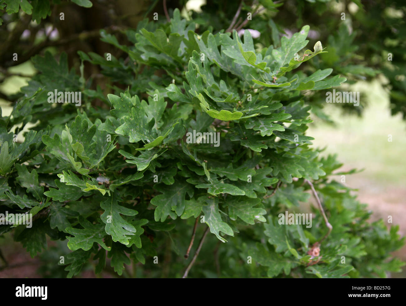 Pedunculate Oak or English Oak Tree Leaves, Quercus robur, "Fastigiata ...